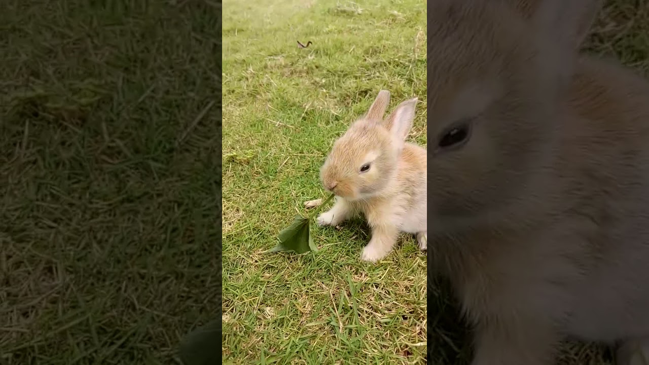 Lepas anak arnab halaman rumah (Rabbit) - YouTube