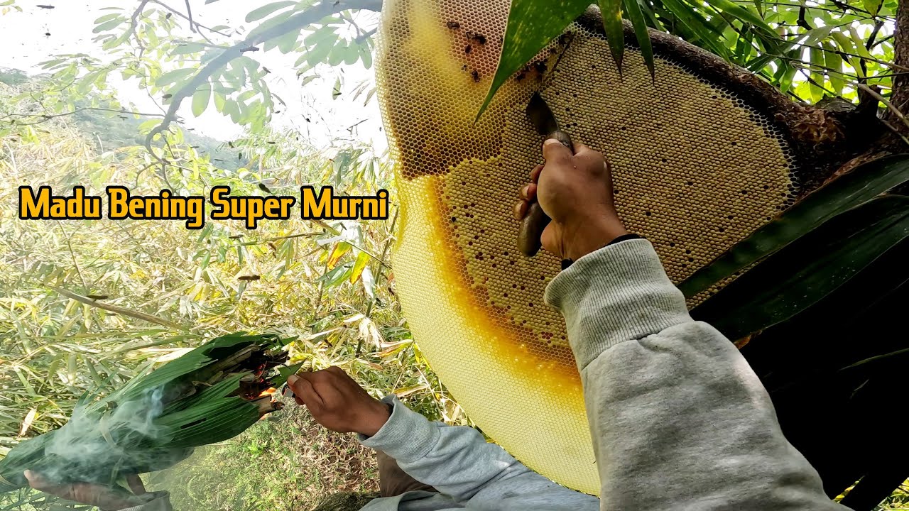 Cara Memanen Madu Hutan Liar yang Jernih dan Alami - YouTube