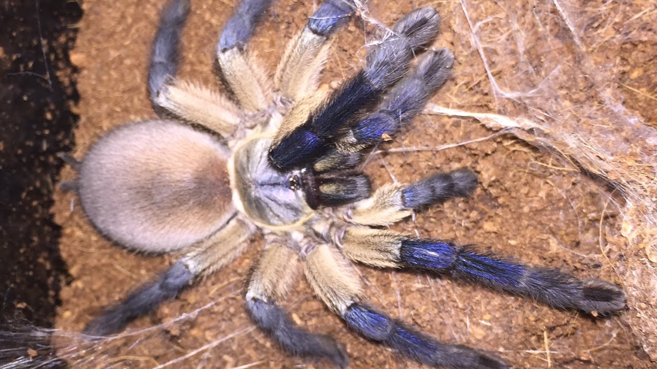 Monocentropus Balfouri Socotra Island Blue Baboon Tarantula 🕷Update And ...