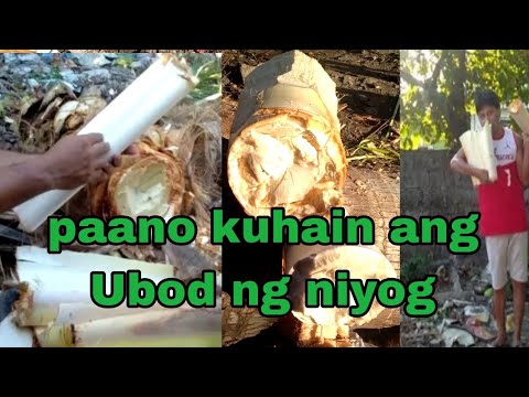 GULAY NA UBOD NG NIYOG PAANO ANG PAGKUHA. - YouTube