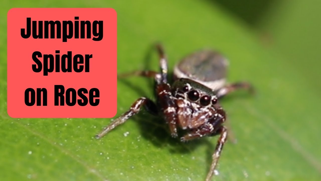 Jumping Spider on Rose - YouTube
