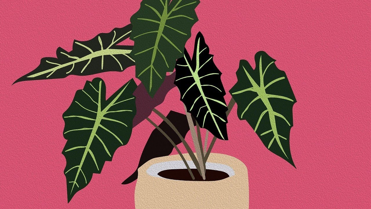 तिमी बिना हुन्छु lyrics Dev Limbu Thamsuhang#nepali music - YouTube