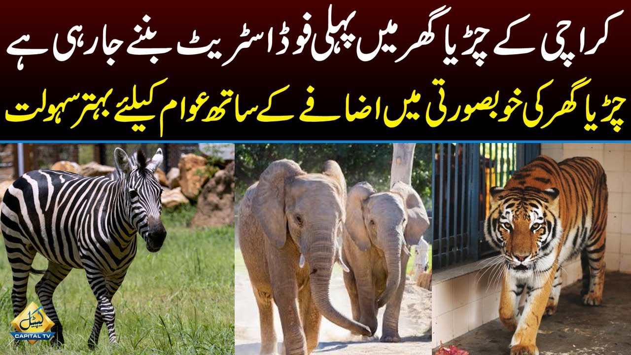 Karachi Zoo Soon To Have First Food Street | Zoo Tour | Animals ...
