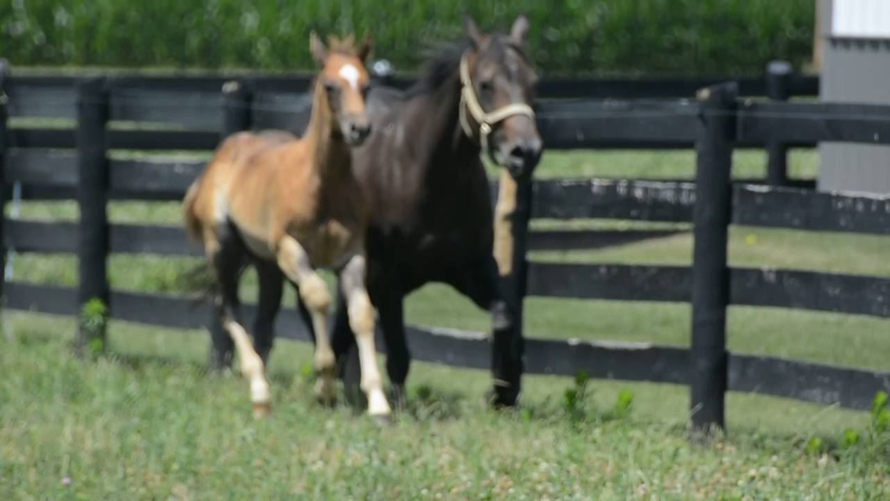 Redneck Cowboy (Pending) 2017 AQHA colt - YouTube