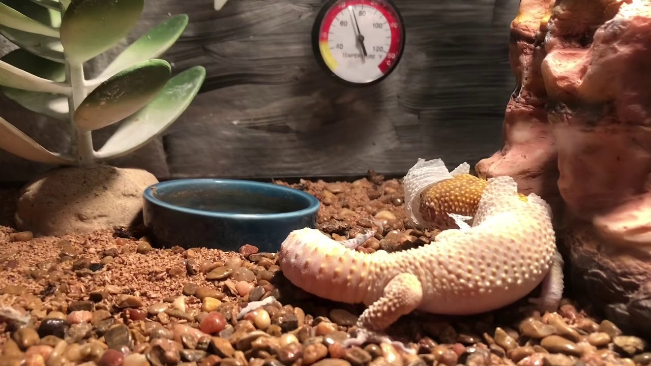 Leopard Gecko shedding - YouTube