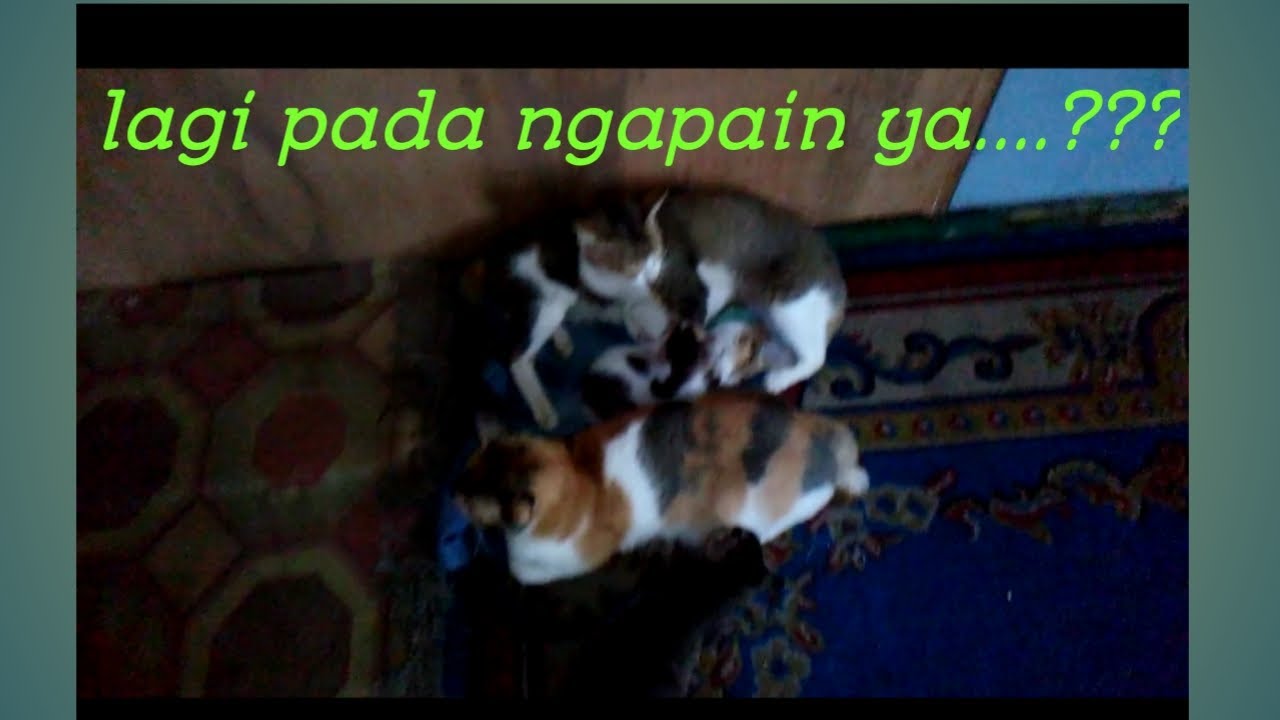 Lagi pada ngapain ya.....??? - YouTube