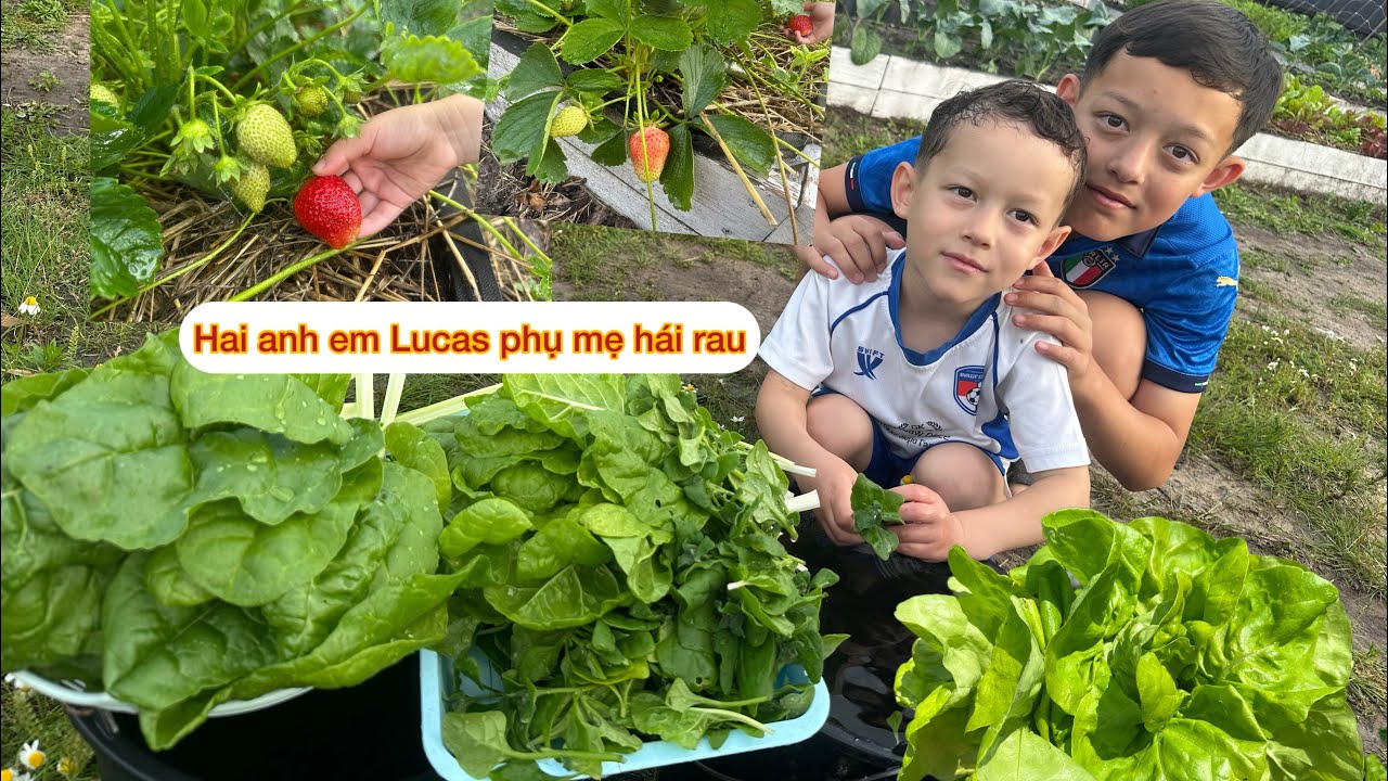 Cuối Tuần Anh Em Lucas Phụ Mẹ Hái Rau -Tưới Nước Vườn Rau Của Vợ Việt ...
