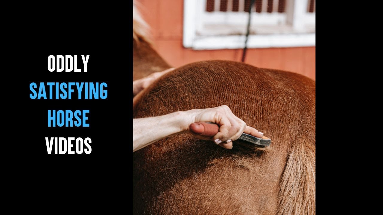 Satisfying Horse Videos - YouTube
