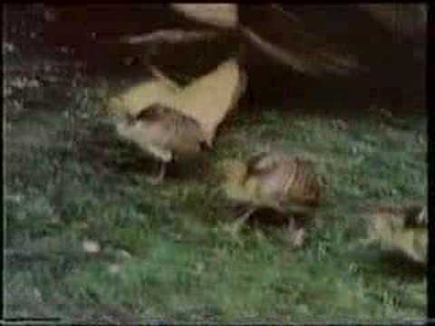 Sesame Street - Cats have kittens... - YouTube