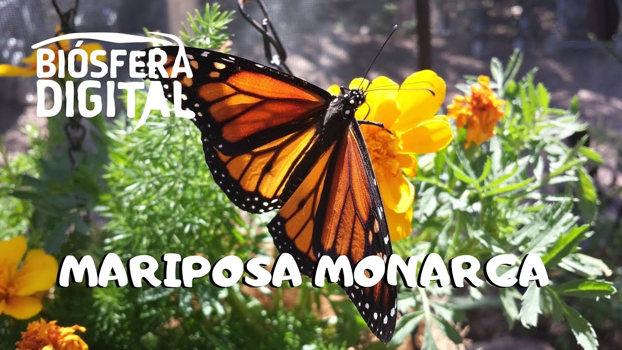 LA MARIPOSA MONARCA VIAJA 4,000 KILÓMETROS - YouTube