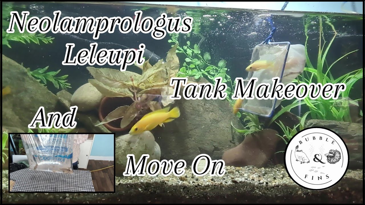 Neolamprologus Leleupi Tank Makeover And Move On - YouTube