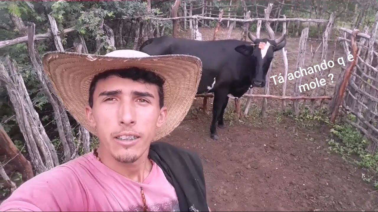 A despedida da vaca Floresta - YouTube