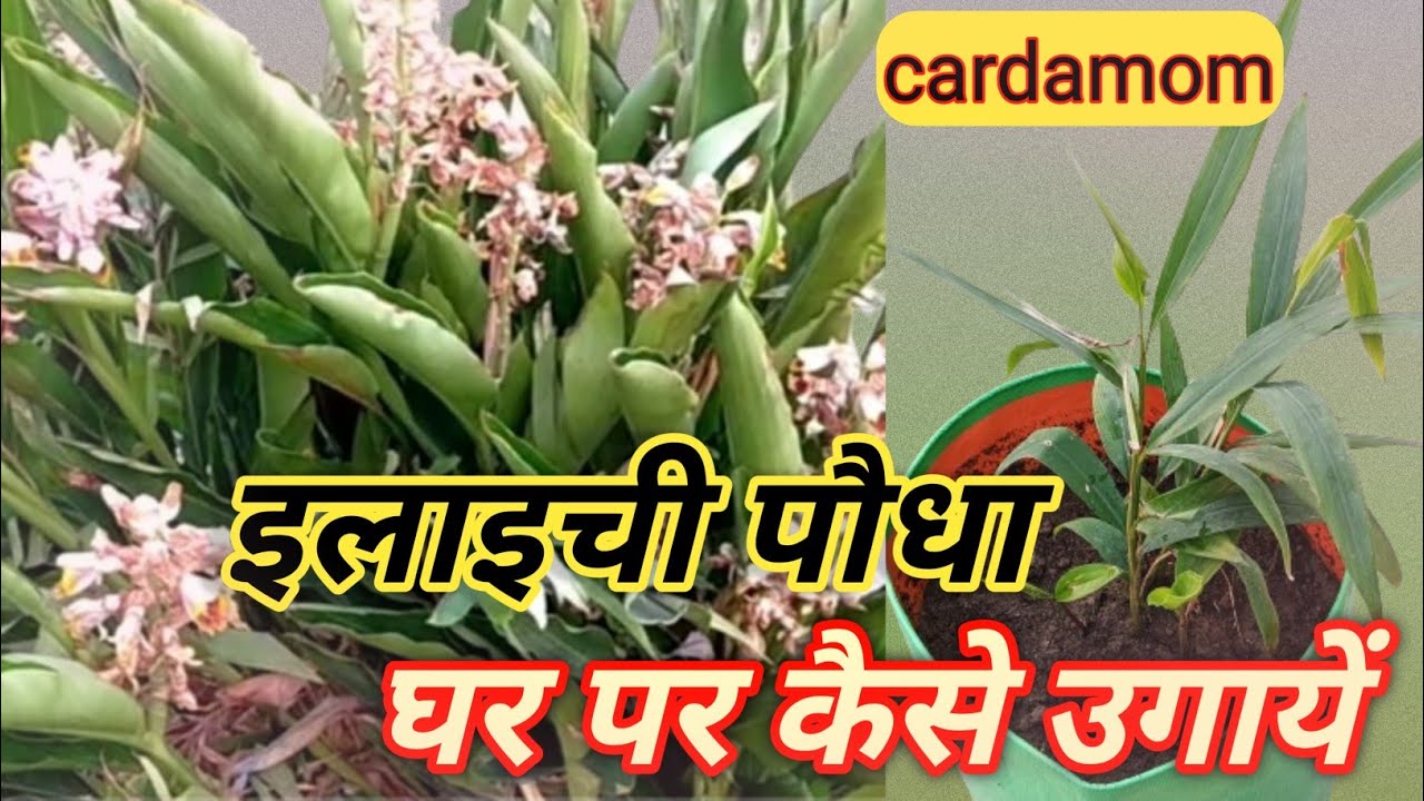 इलायची का पौधा घर पर कैसे उगायें। how to grow cardamom plant #gardening ...