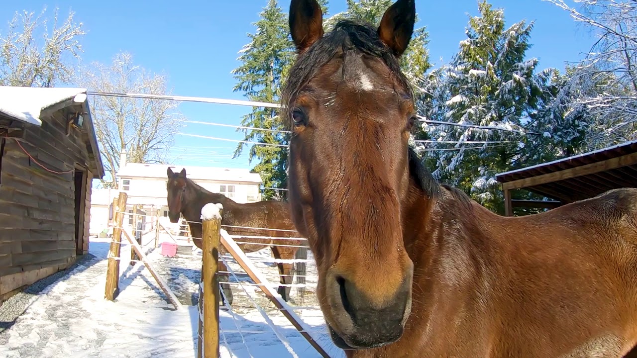 Winter Solstice at Stable - YouTube