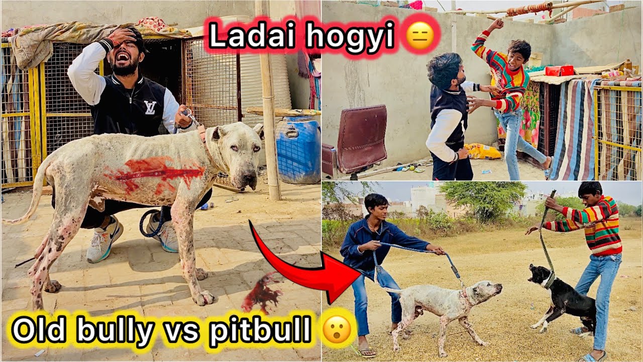 Dog fight main hogyi ladai 😑 || Sultan ka Tyson ( pitbull ) se phadda ...
