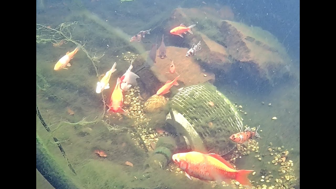 Live UK underwater pond camera - YouTube