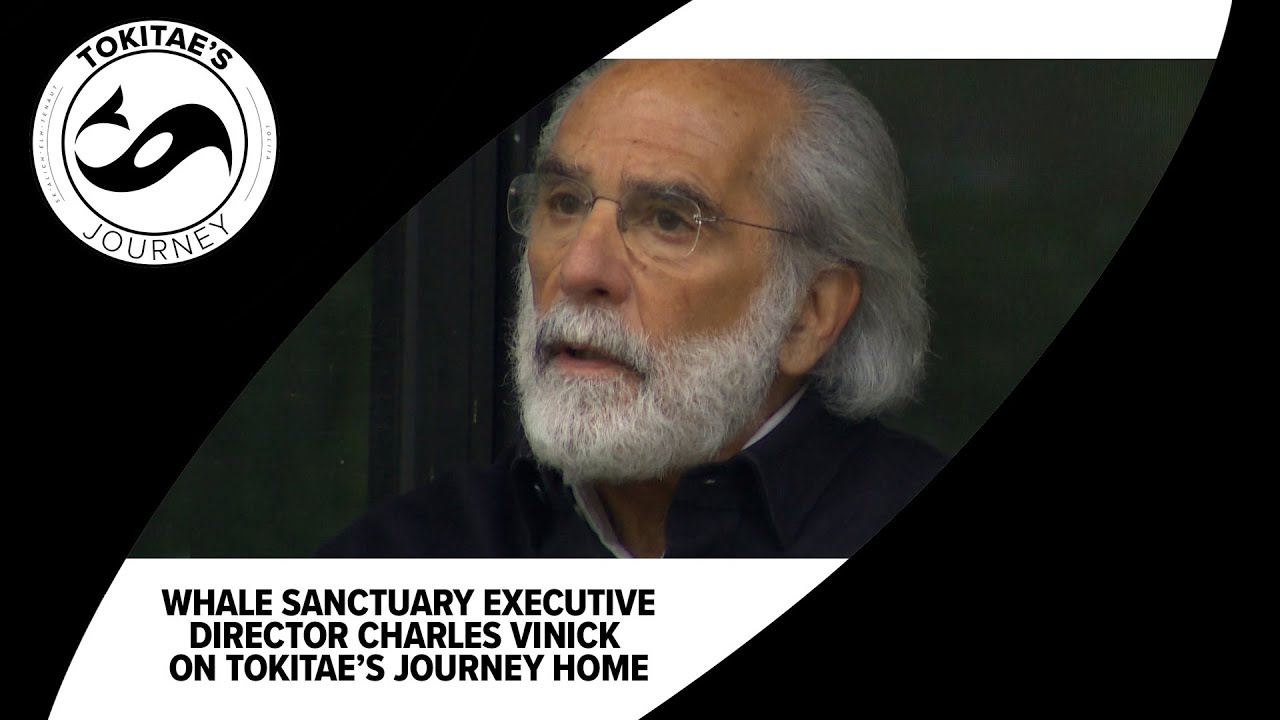 Q&A with Whale Sanctuary Project Executive Director Charles Vinick ...