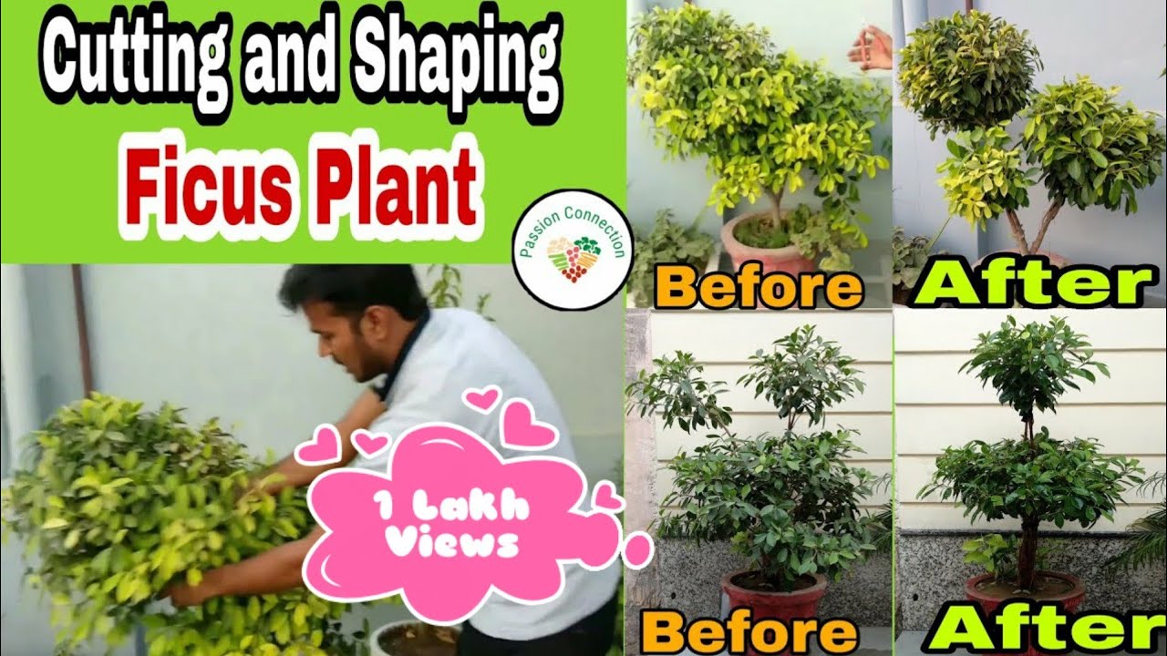 How to do ficus plant cutting, shaping and designing || Easy way to ...