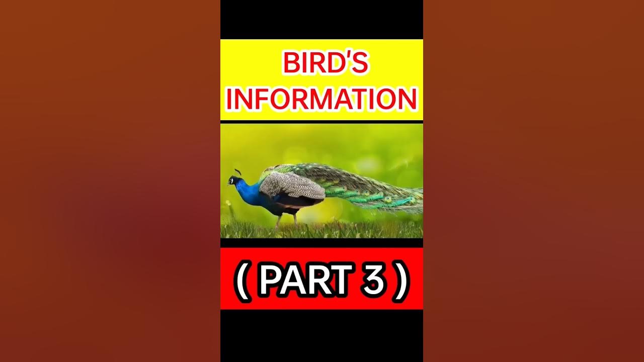 BIRD'S INFORMATION ℹ️ | ( PART 3 ) YouTube shorts | VIRAL VIDEO'S 🔥 | SHORT | JEEVNI INFORMATION ...