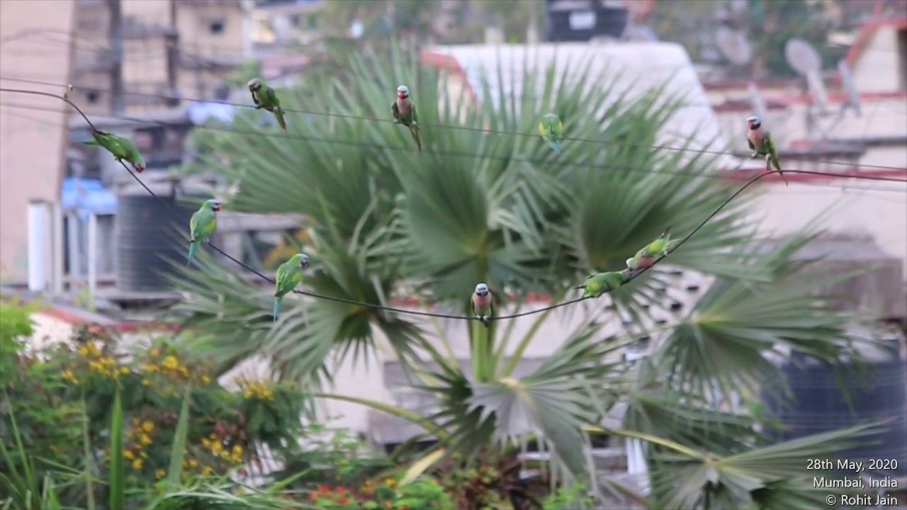Red Breasted Parakeet Flock - YouTube