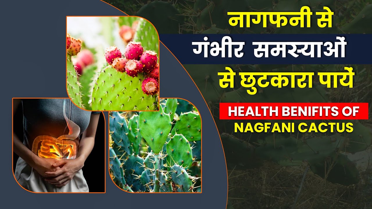 आयुर्वेद के अनुसार नागफनी के चौंकाने वाले फायदे | Nagfani Ke Fayde in ...