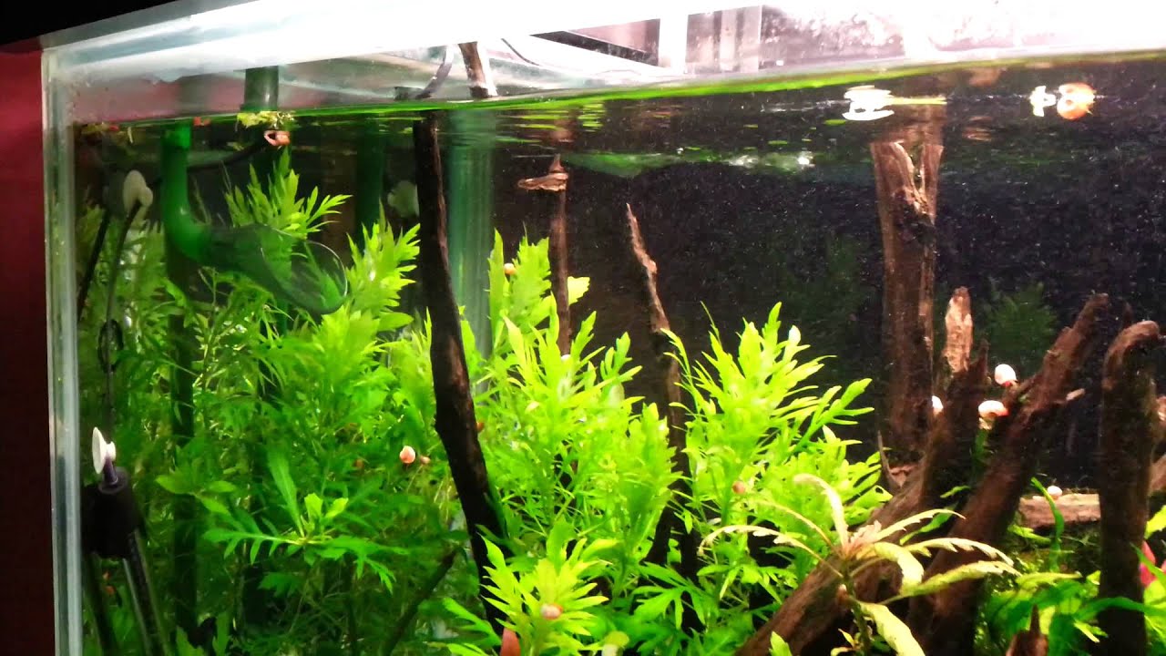 Atomizador CO2 up aqua. Acuario plantado 525 lts - YouTube