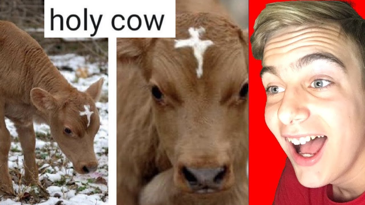 Blessed Images To Make Your Day Better (REDDIT VIDEO #1) - YouTube