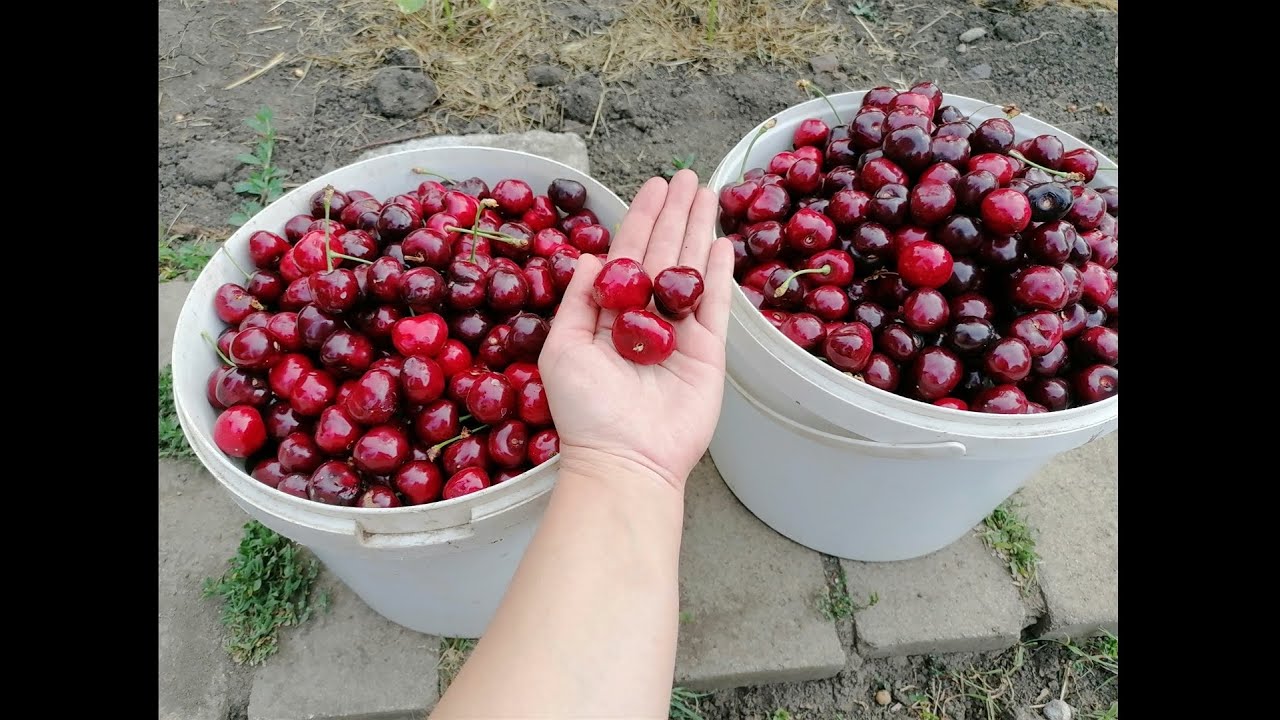 Збираю шикарну ЧЕРЕШНЮ! РОЗМІР вражає! Жук Носоріг та Олень/ Picking a ...