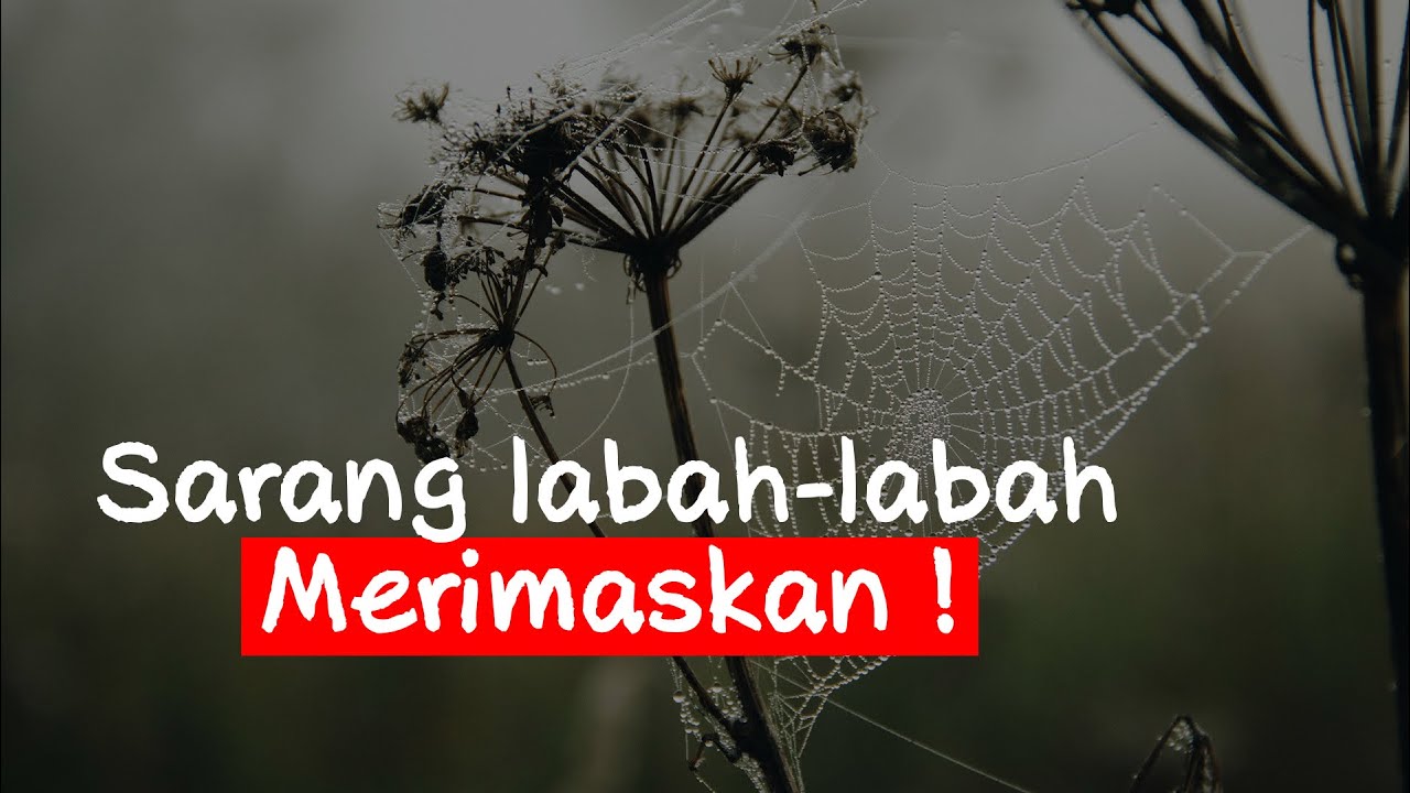 Sarang labah-labah merimaskan ! - YouTube