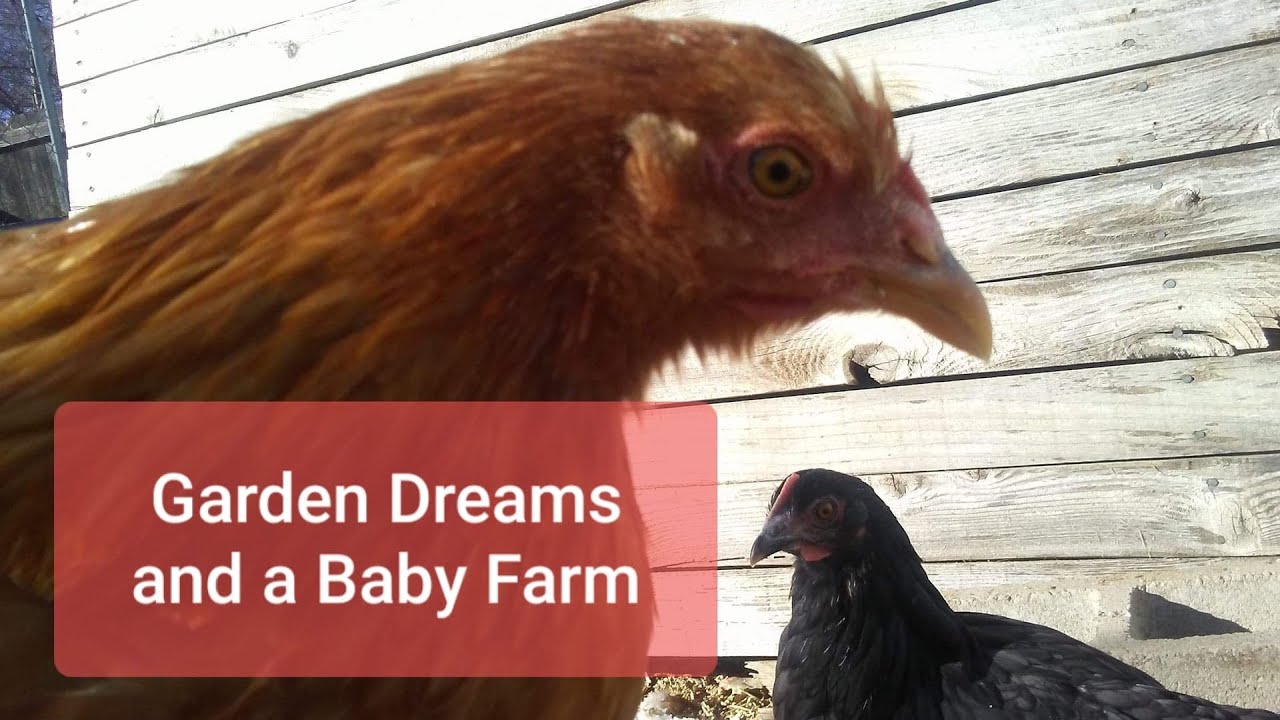 Garden dreams| Baby Farm| Chickens and Ducks| Coop Rearranging| Baby ...