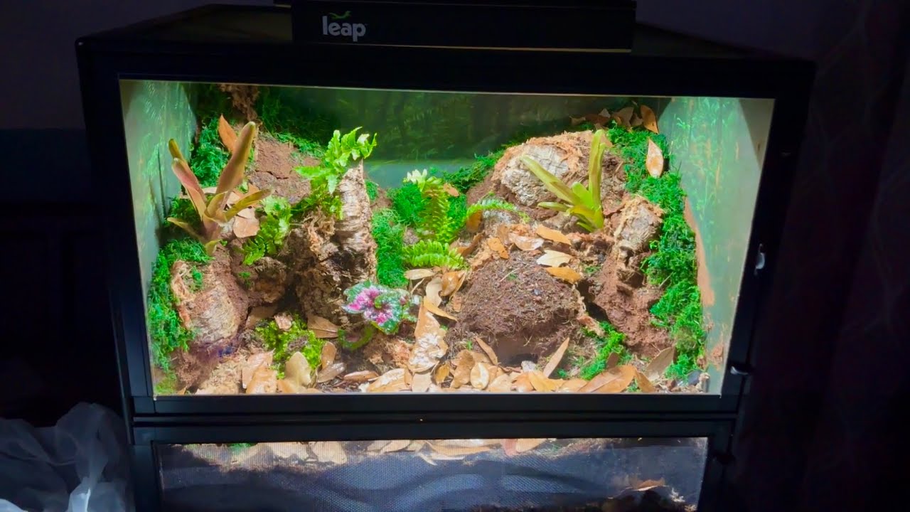 Dart Frog @LeapHabitats Enclosure Tutorial. - YouTube