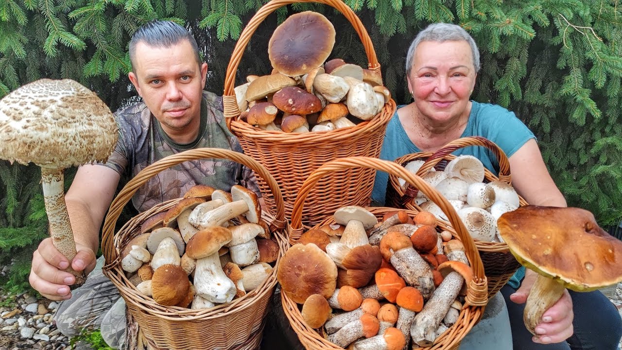 Huby Hriby Houby 30.9.23 | 1 časť | DUBÁKOVÉ kráľovstvo (300ks) bolo ...