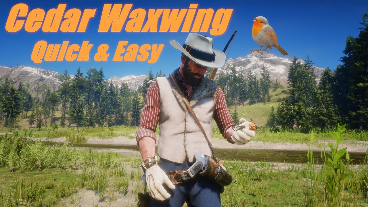 Cedar Waxwing RDR2 - YouTube