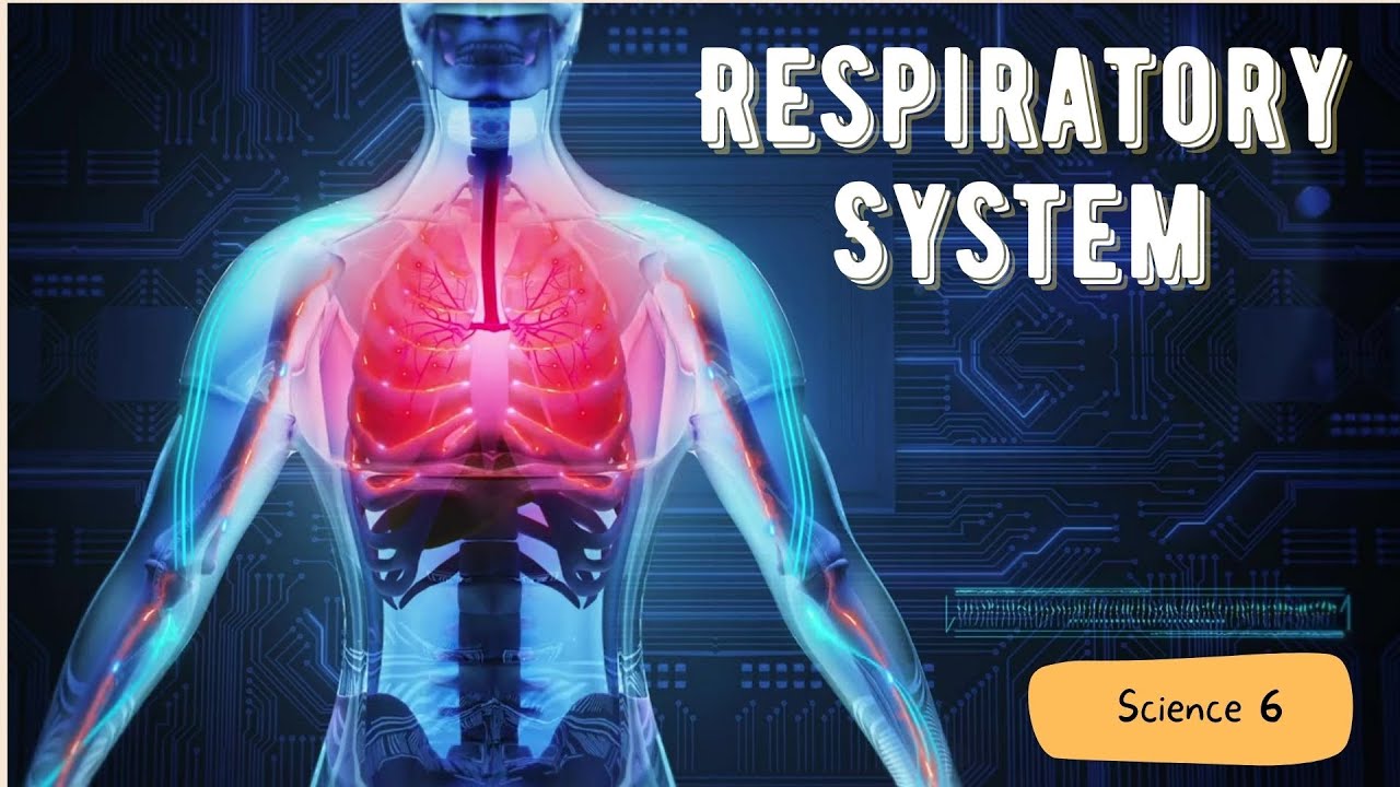 How Respiratory System Works Science 6 YouTube How Respiratory System Works Science 6 YouTube
