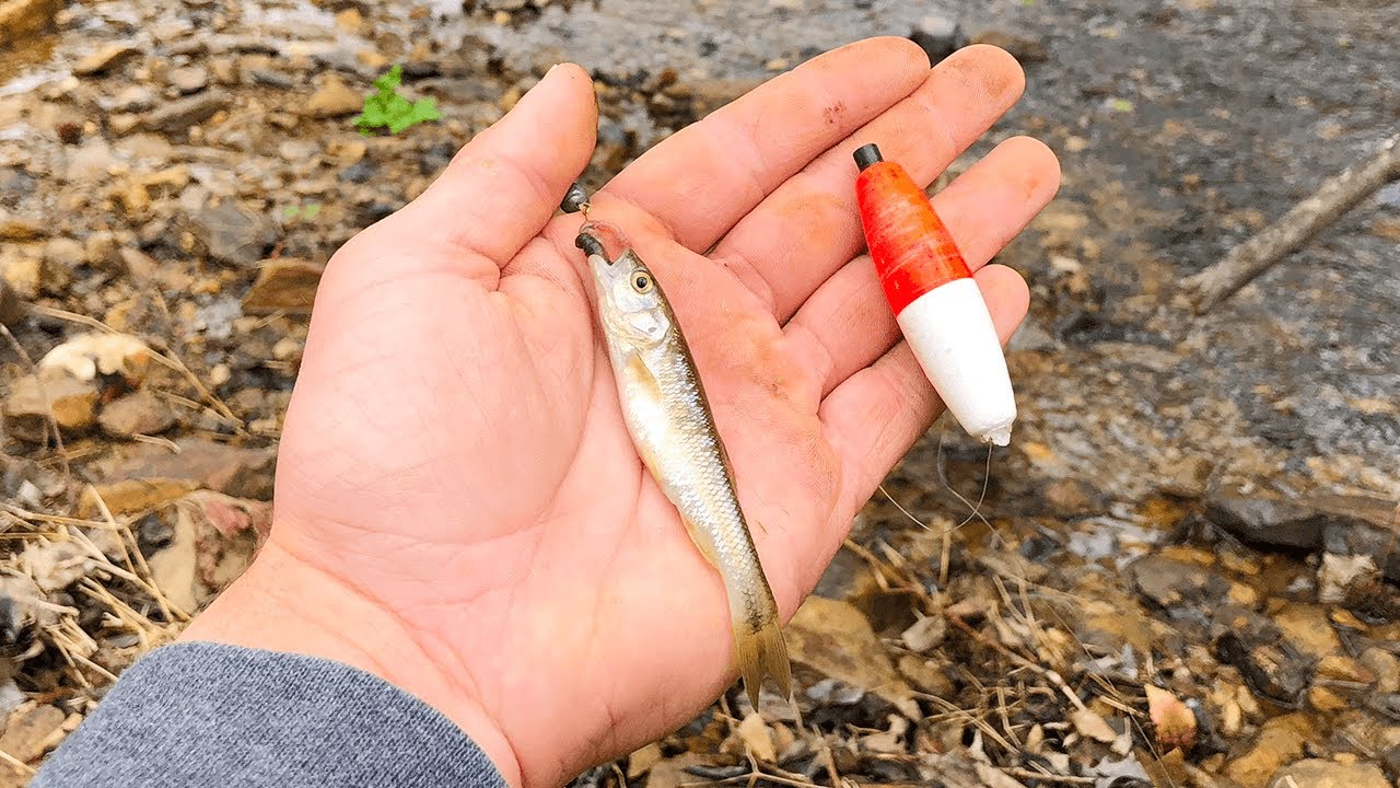 I caught fish IN A PUDDLE (microfishing) - YouTube