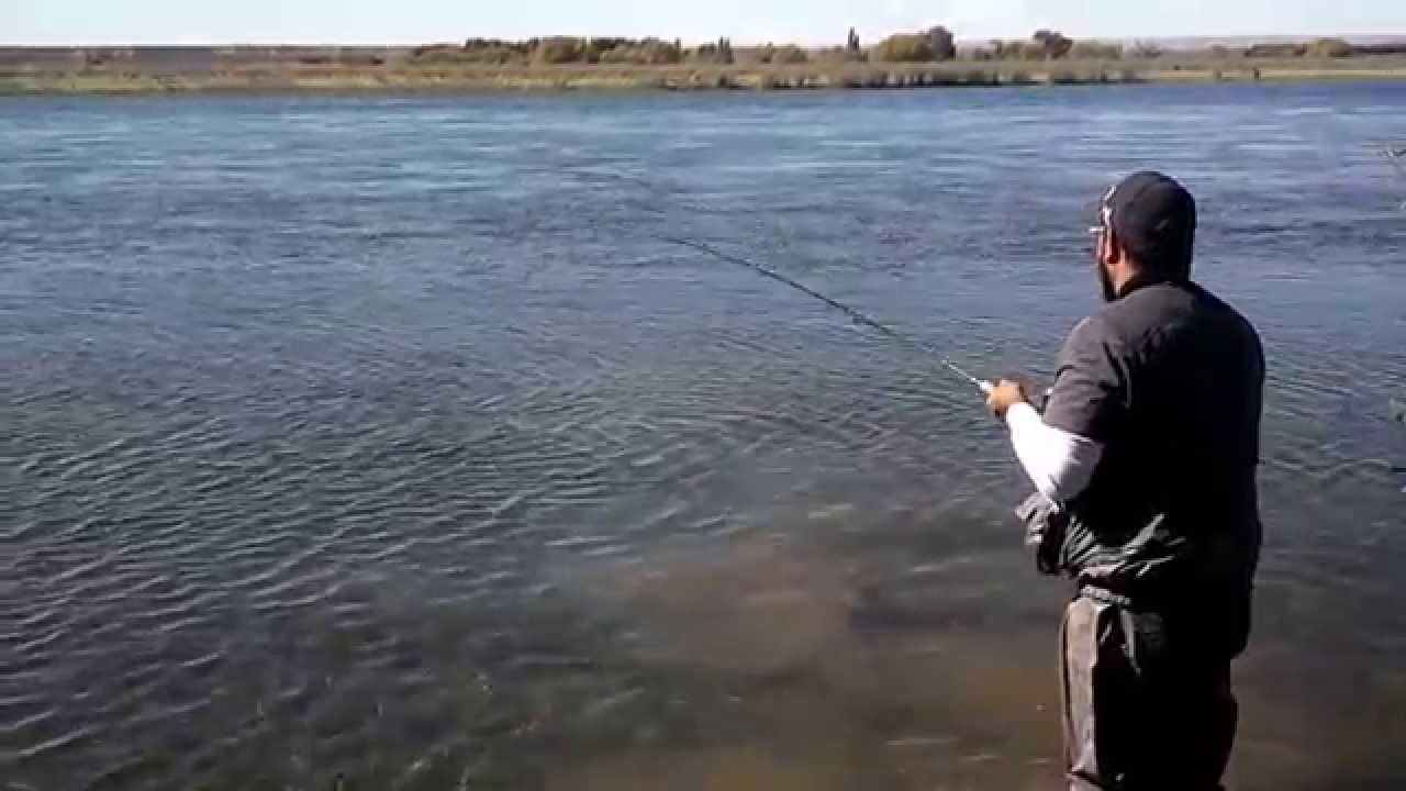 Pesca con mosca seca Arroyito - Mauri casteando el arbol - YouTube