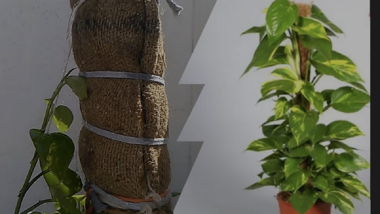 DIY FREE MOSS STICK FOR POTHOS - YouTube