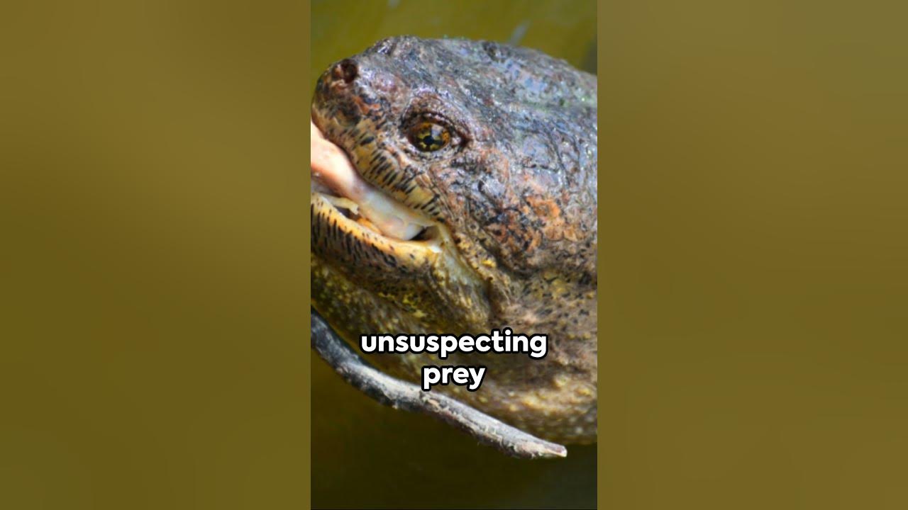 Snapping Secrets | Unveiling the Alligator Turtle - YouTube