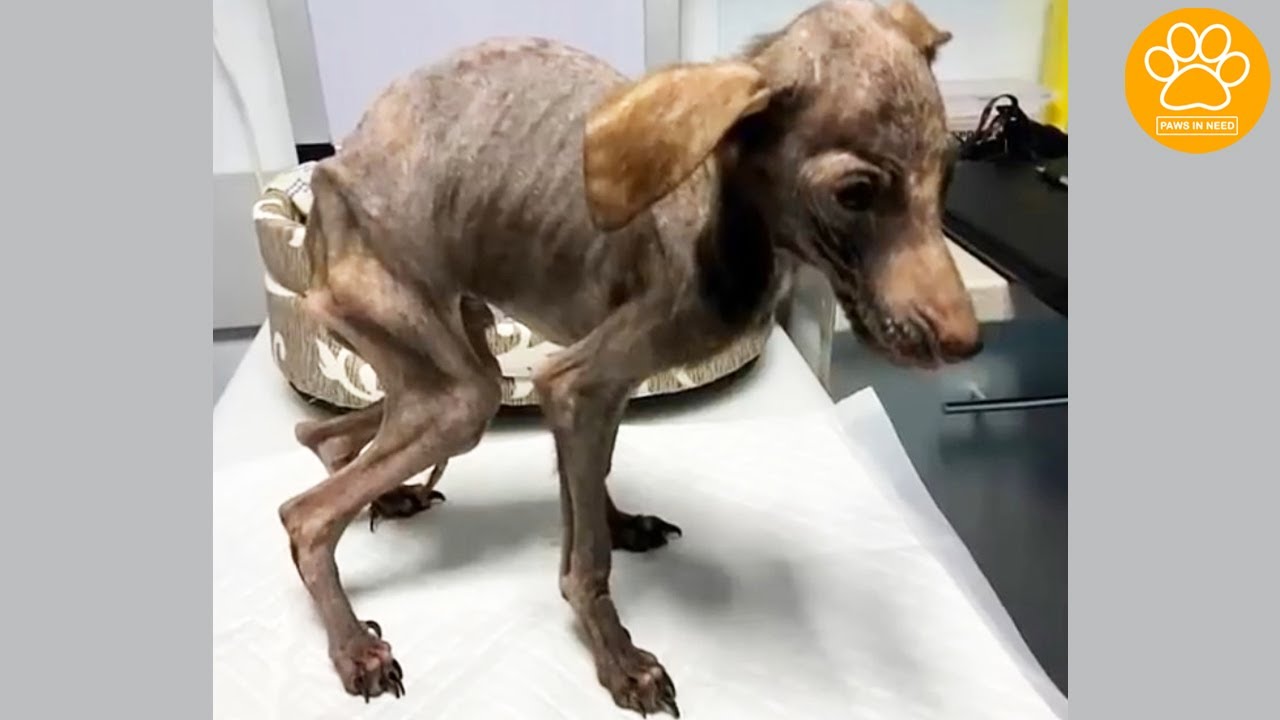 Poor Dog Severely Neglected by His Owner Never Gives Up on Life Finally ...