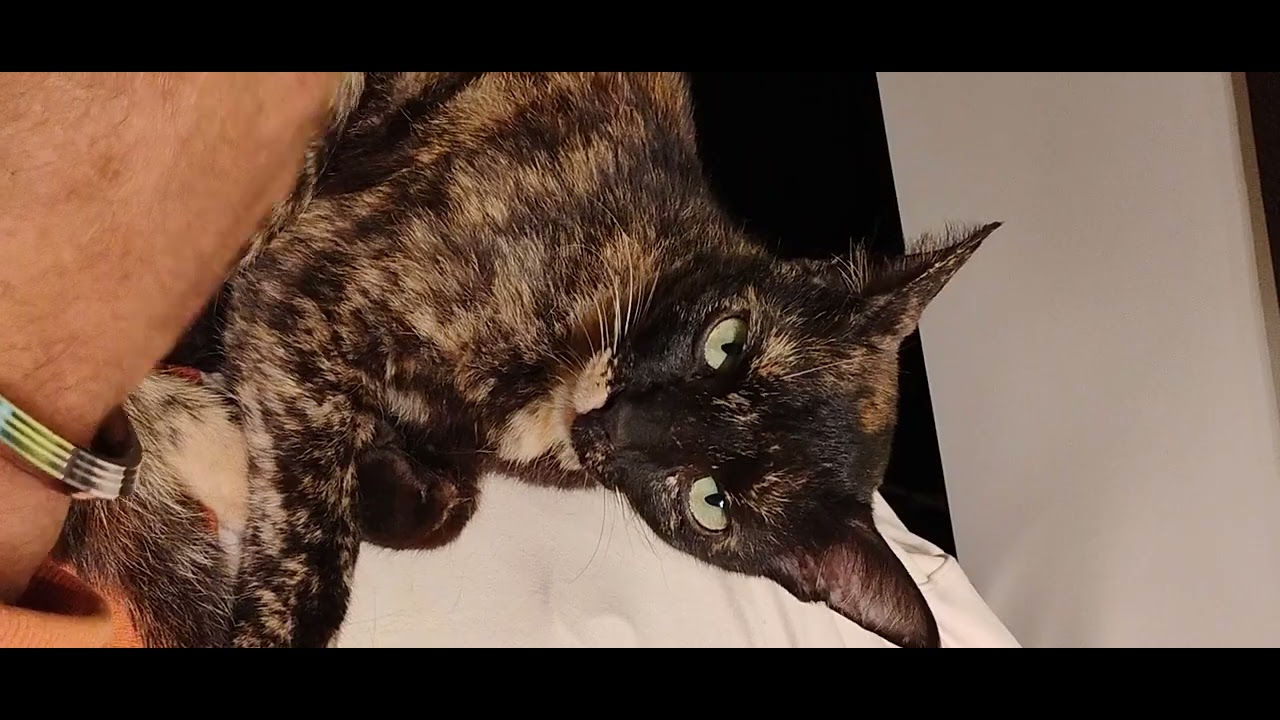 Catty the lovable cat - YouTube