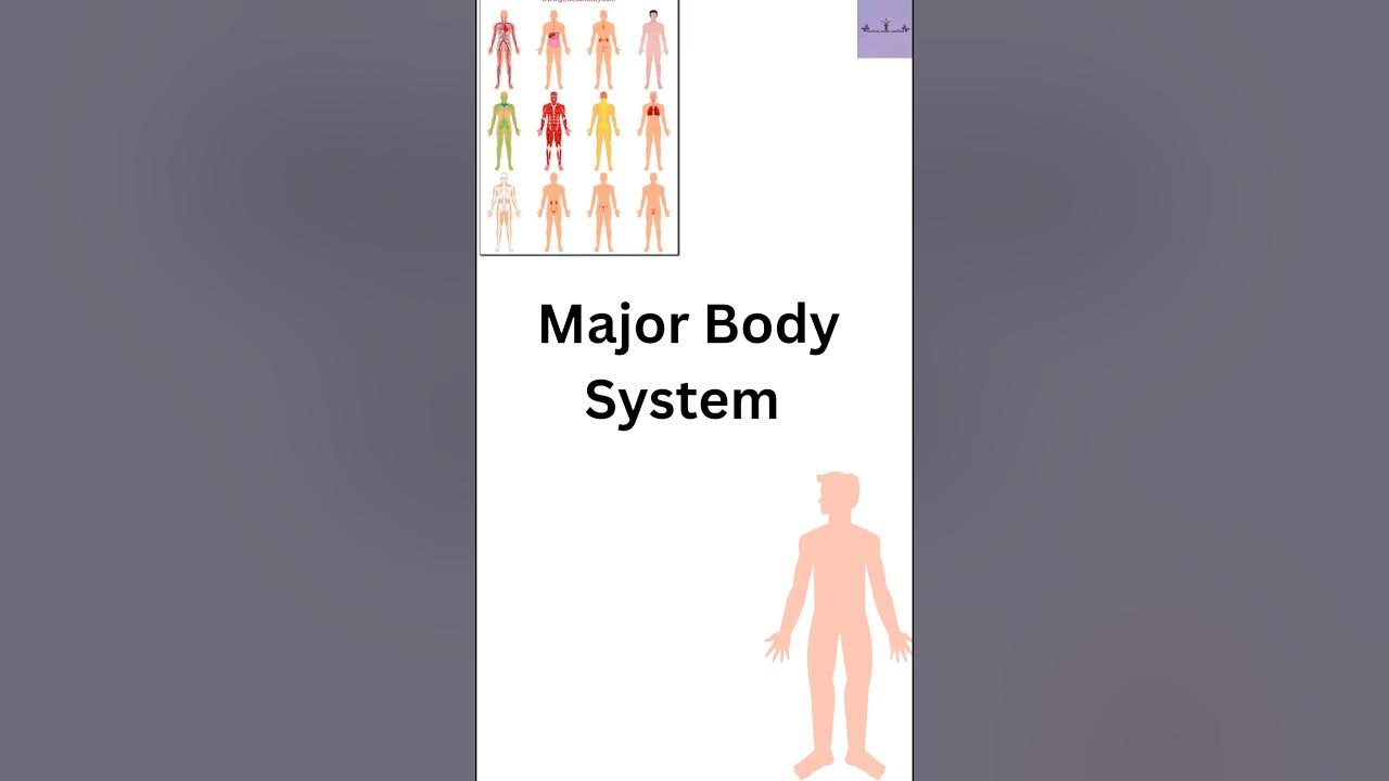 Major Body System| Integumentary System| Anatomy| Medical Coding and Billing| - YouTube