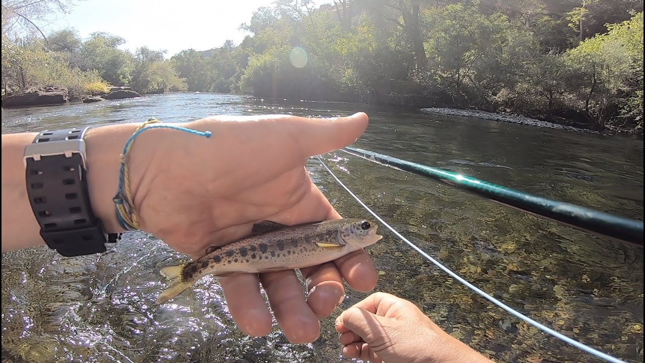 Fly Fishing Lower Stanislaus – Goodwin Dam Recreation Area - YouTube