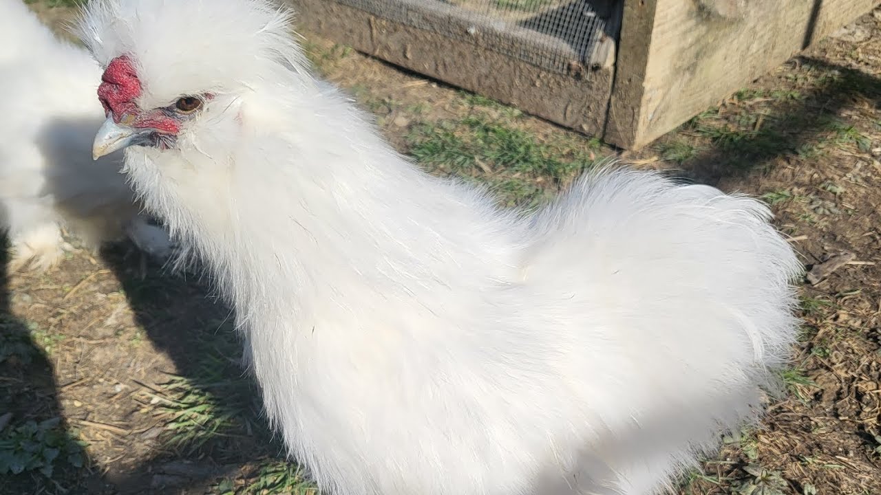 My painted silkies are doing good!!!! - YouTube