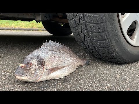 Crushing Crunchy & Soft Things by Car! EXPERIMENT- CAR VS FISH