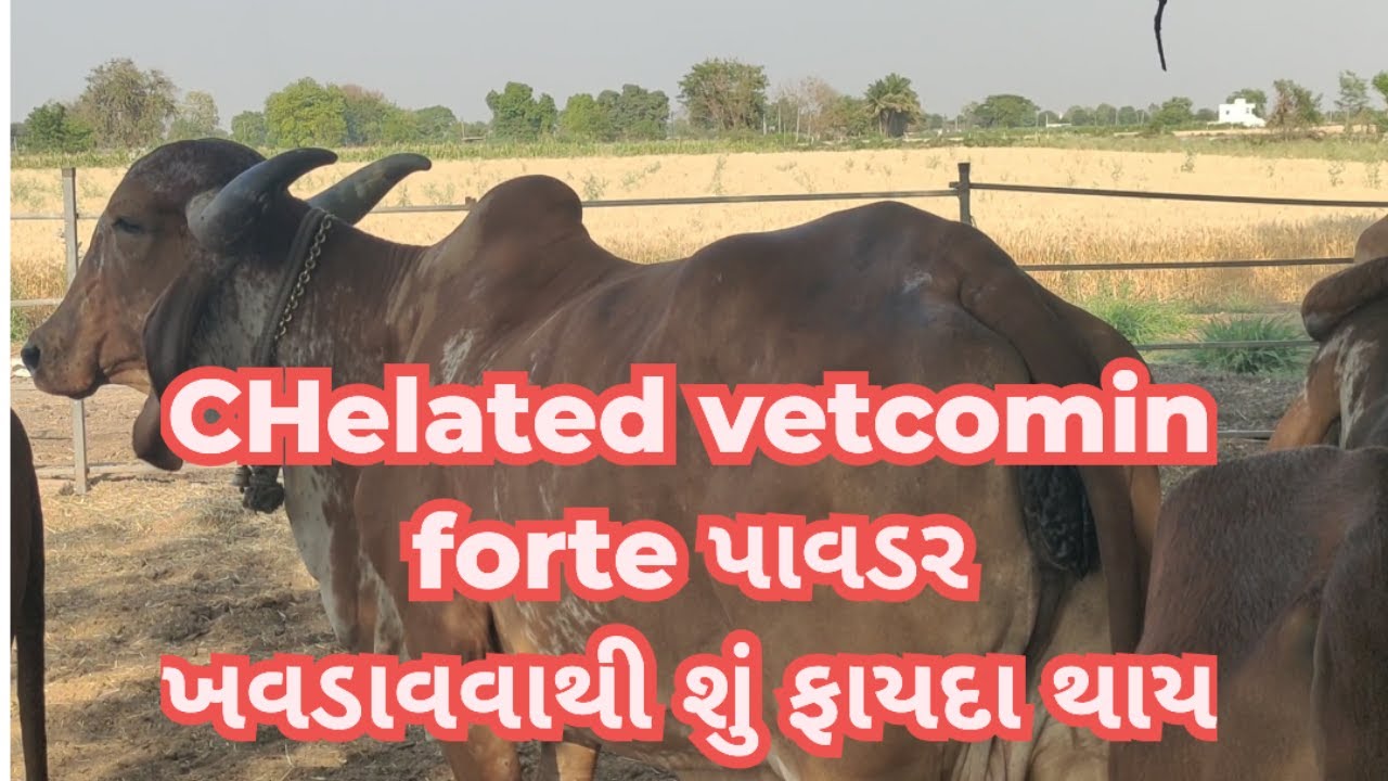 Chelated Vetcomin forte પાવડર ખવડાવવાથી શું ફાયદો થાય|| - YouTube