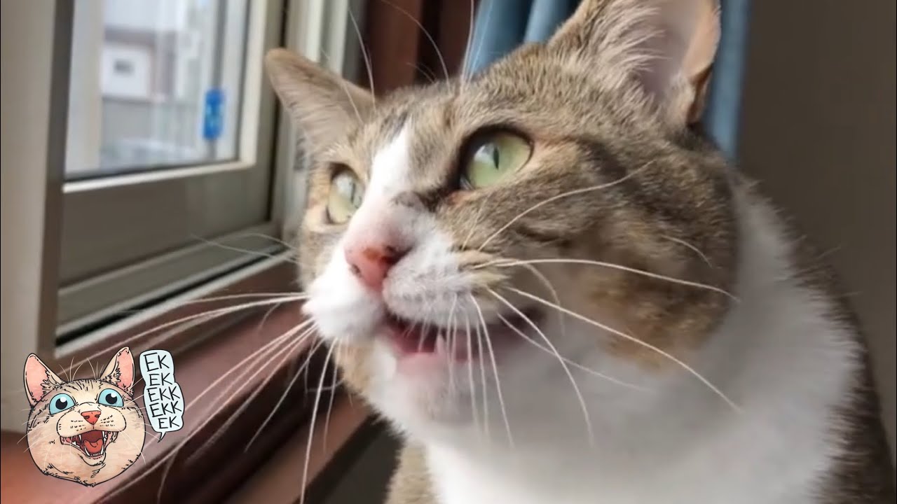 ekekekkekkek compilation - June 2022’s Greatest Hits - YouTube