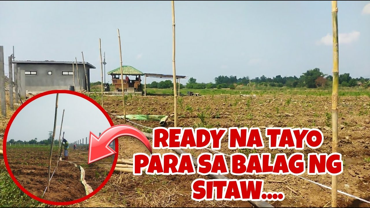 P1 PAG TUTULOS NG BUHO PARA SA BALAG NG SITAW... - YouTube