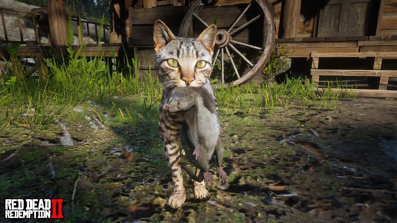 Cat's Got A Mouse | RDR2 - YouTube