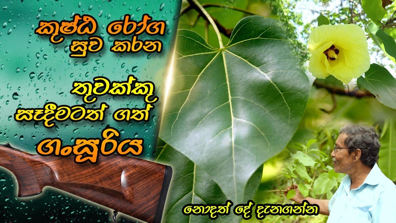 කුෂ්ඨ රෝග සුව කරන ගංසූරිය | Gansuriya | Tulip Tree | Suriya ...