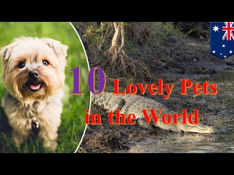 10 Lovely Pets around the world |សត្វដែលគួរឱ្យស្រឡាញ់ទាំង10ប្រភេទ| Pets ...